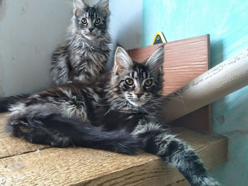 Котята мейн-кун