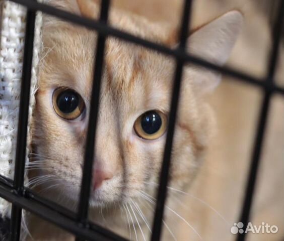 Рыжий Альфик ищет семью