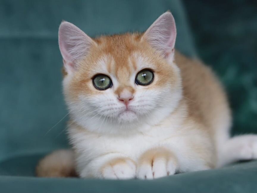 Британский котенок редкого окраса