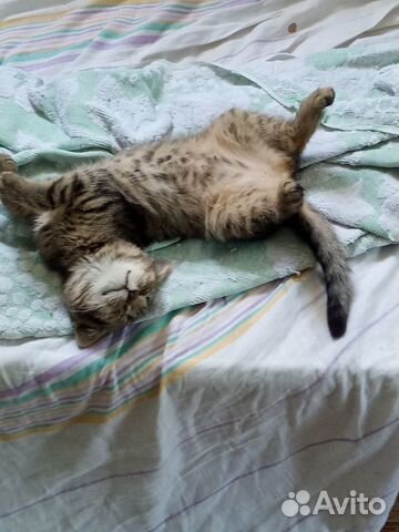 Котёнок девочка