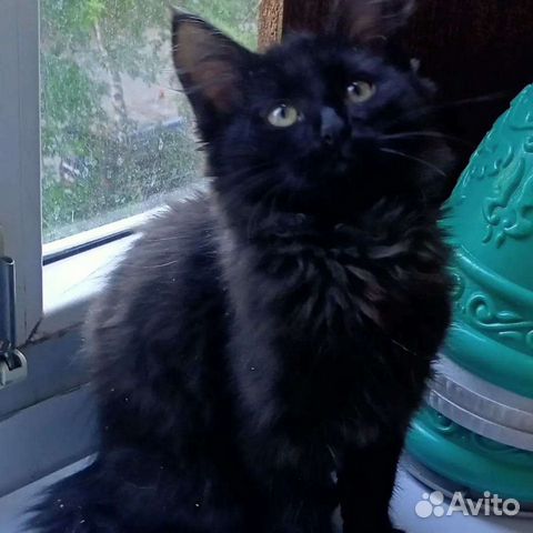 Котята в добрые руки бесплатно