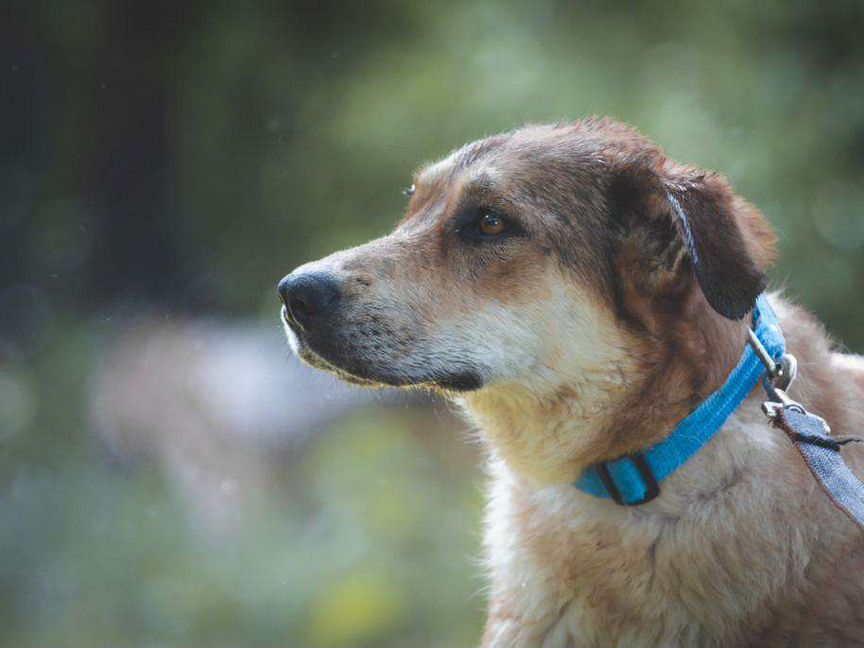 Собака в добрые руки