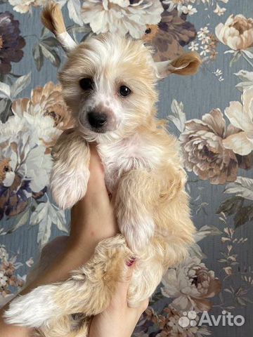 Китайская хохлатая