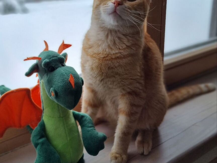 Рыжий ласковый котенок