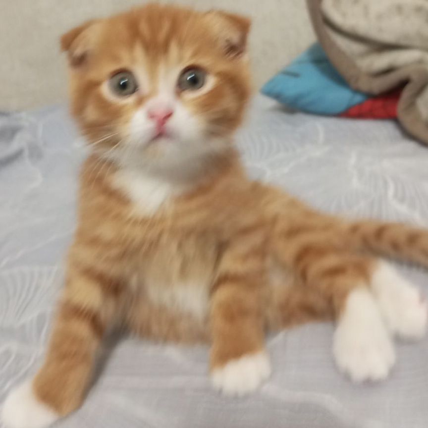 Шотландский вислоухий короткошёрстный котёнок