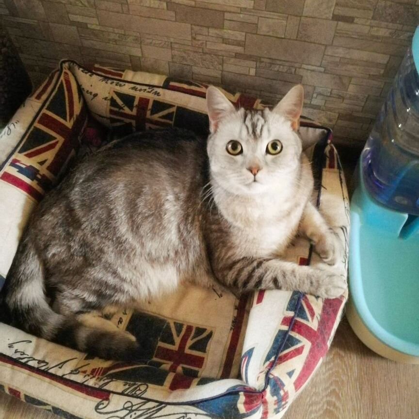 Шотландский кот в добрые руки