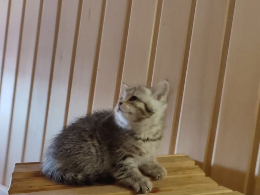Скоттиш страйт девчуля