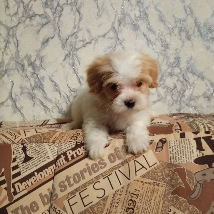 Мальтипу, щенок