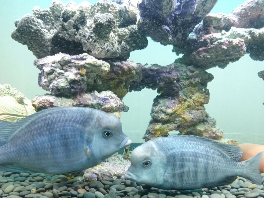 Голубой дельфин