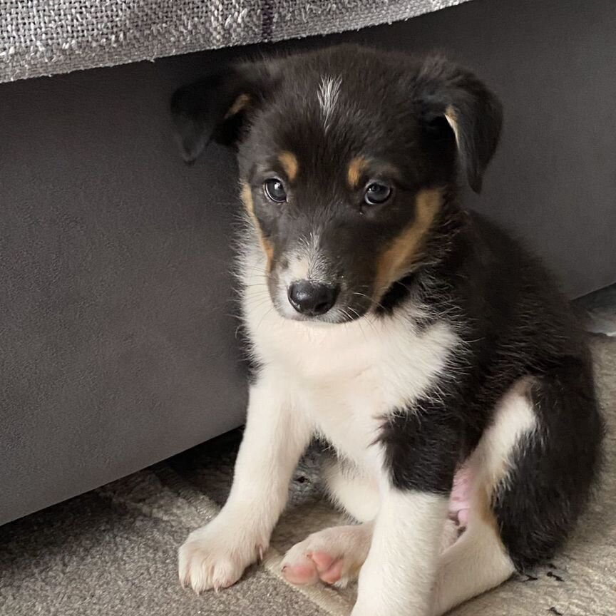 Щенок в добрые руки