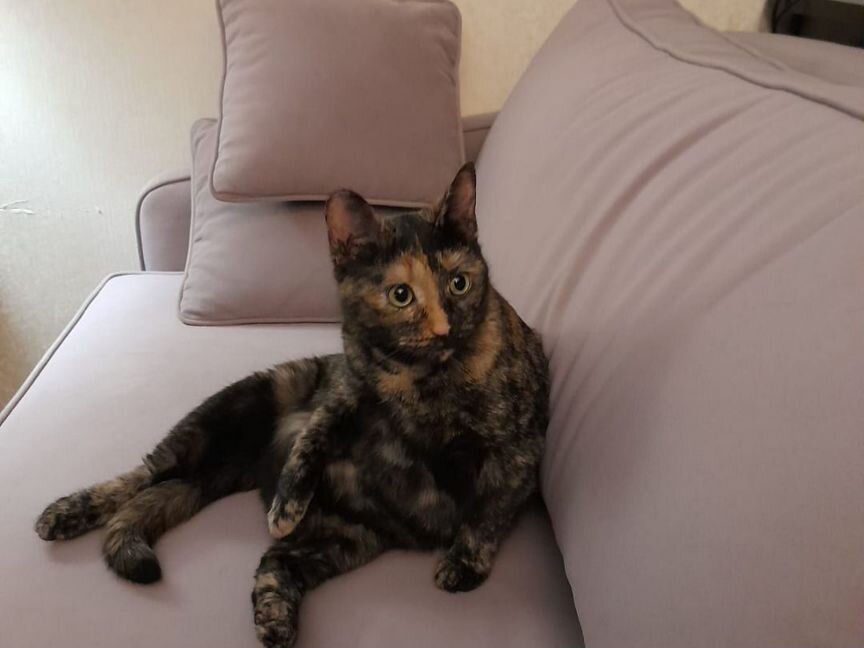 Кошка