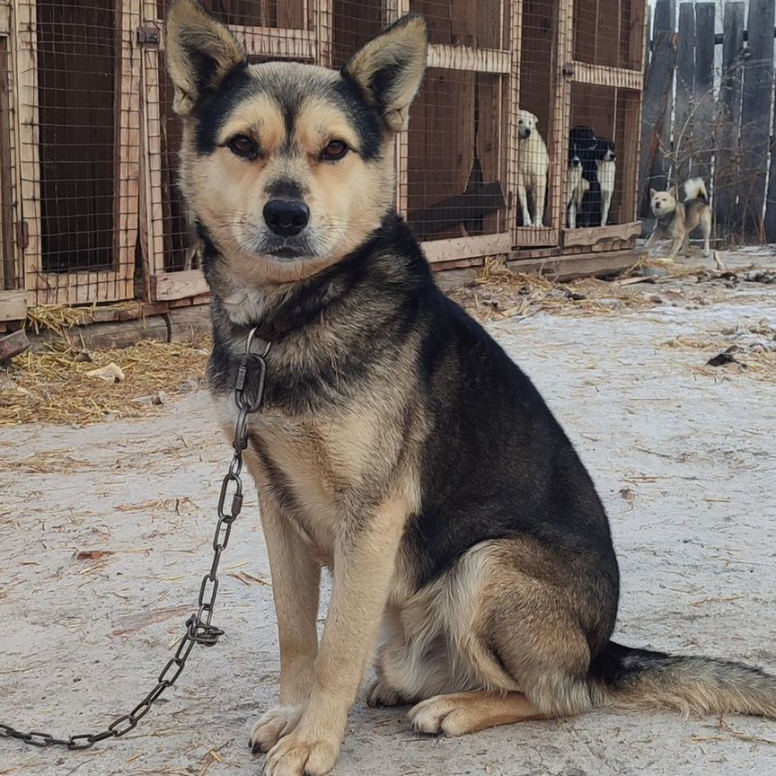 Взрослый пёс в добрые руки