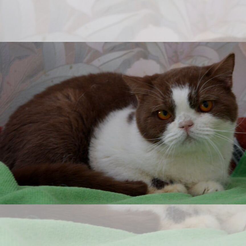 Британский короткошёрстный, взрослый кот