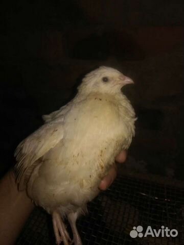 Перепела продажа