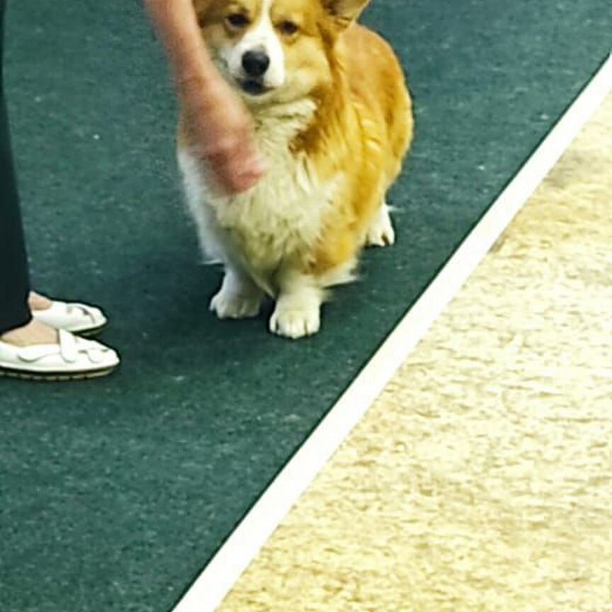 Вельш-корги пемброк