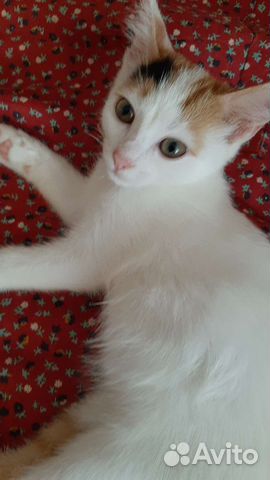 Белая красотка для домашнего уюта