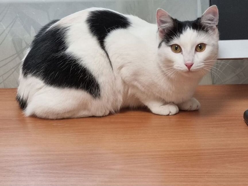 Кошечка Му-му