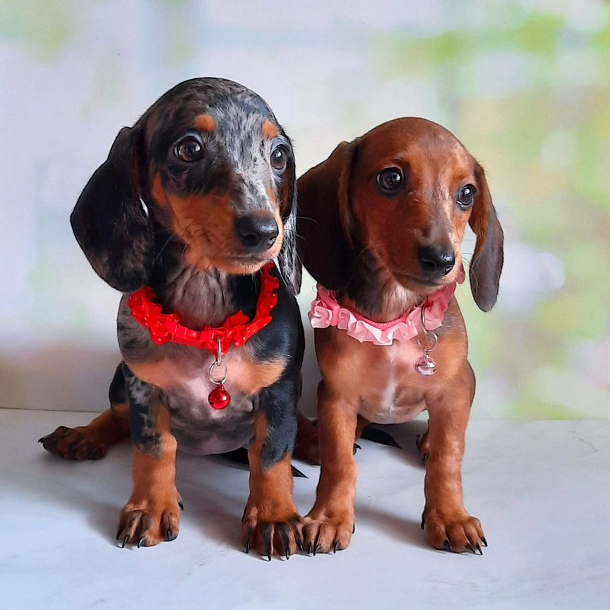 Щенки таксы в любимцы