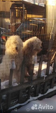 Южнорусская овчарка