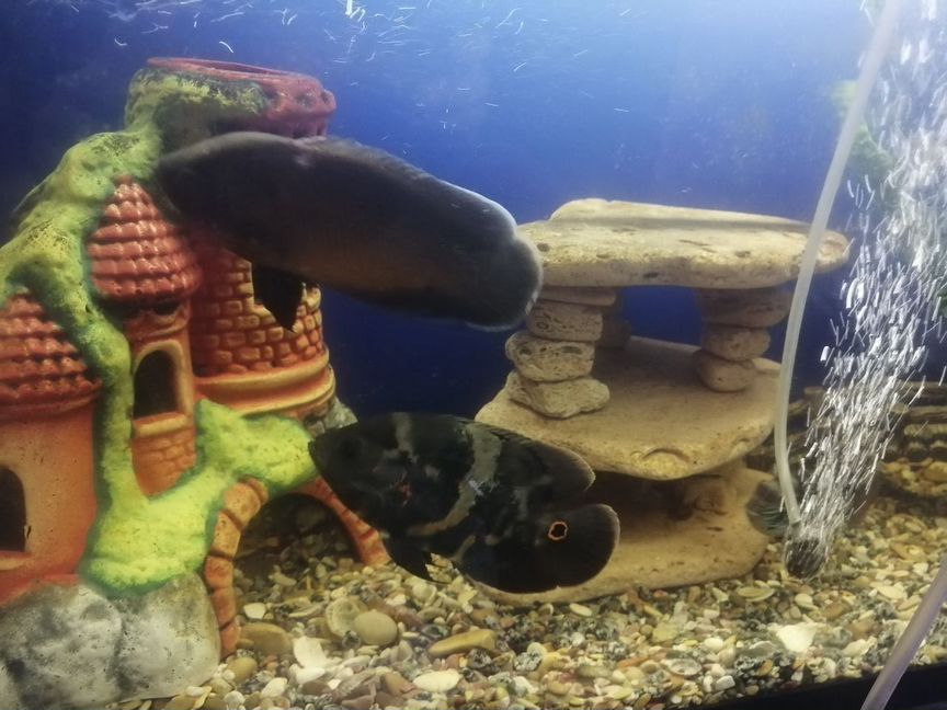 Продам 2 астронотусов