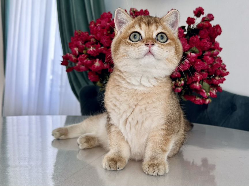 Британские котята