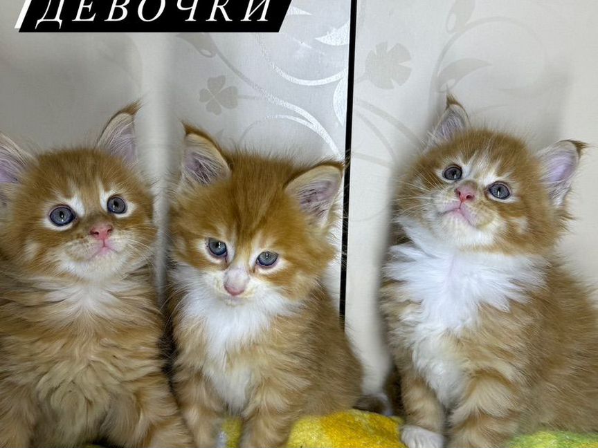 Мейн-кун