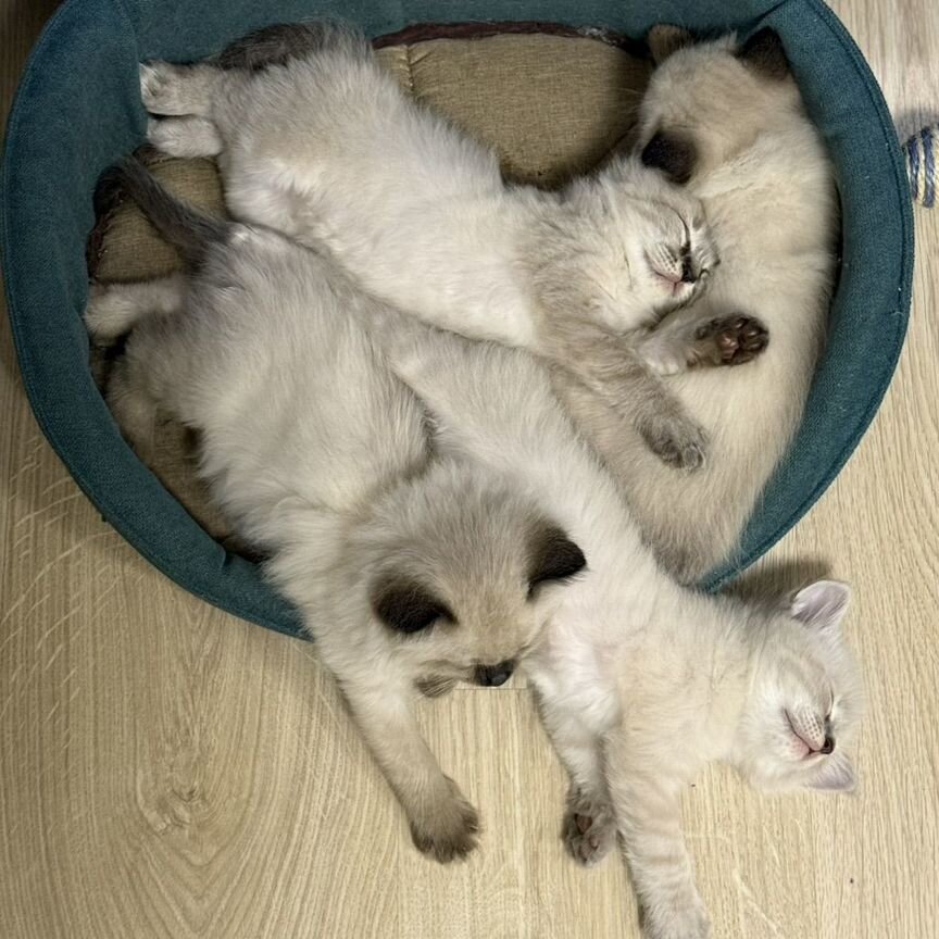 Невский маскарадный котёнок