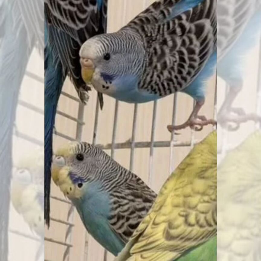 Волнистый Попугай Самцы и Самочки