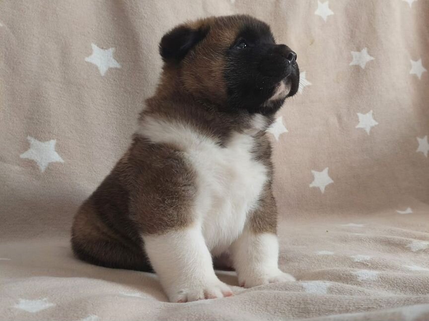 Щенки американской акиты