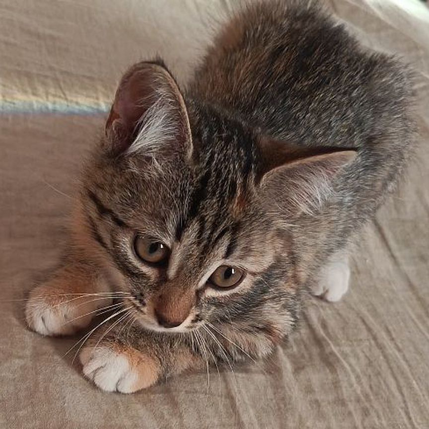 Отдам в добрые руки котенка девочку