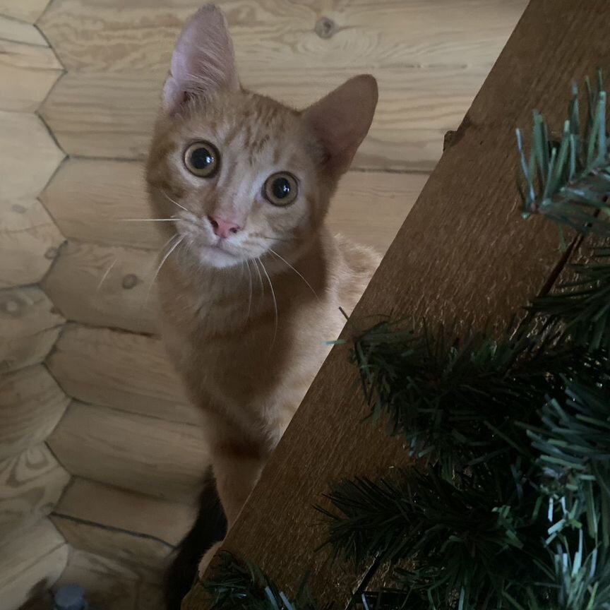 Сибирский котёнок