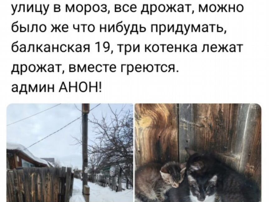Котята замерзают заживо