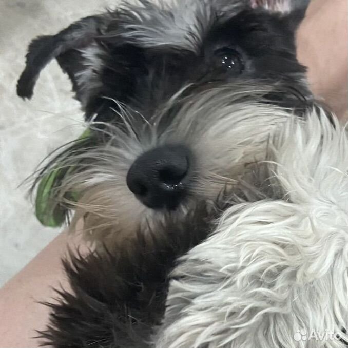 Цвергшнауцер девочка