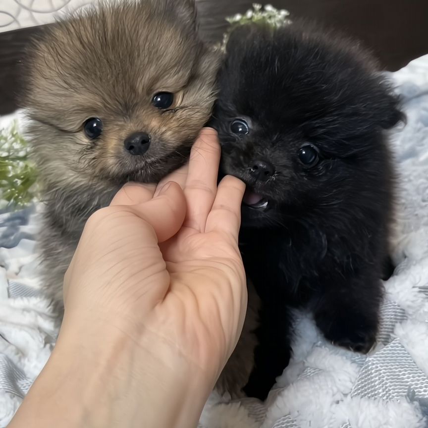 Померанский шпиц, щенок