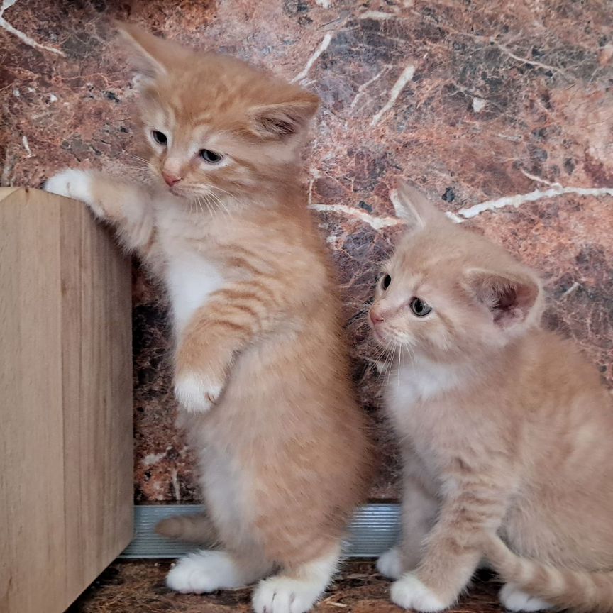 Мейн-кун +шотландец