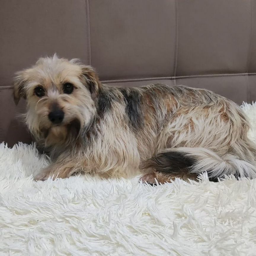 Взрослая собака в добрые руки