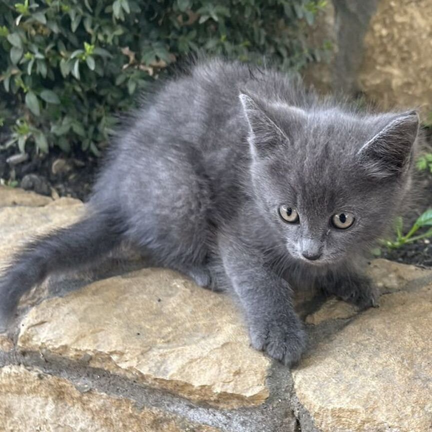 Котенок