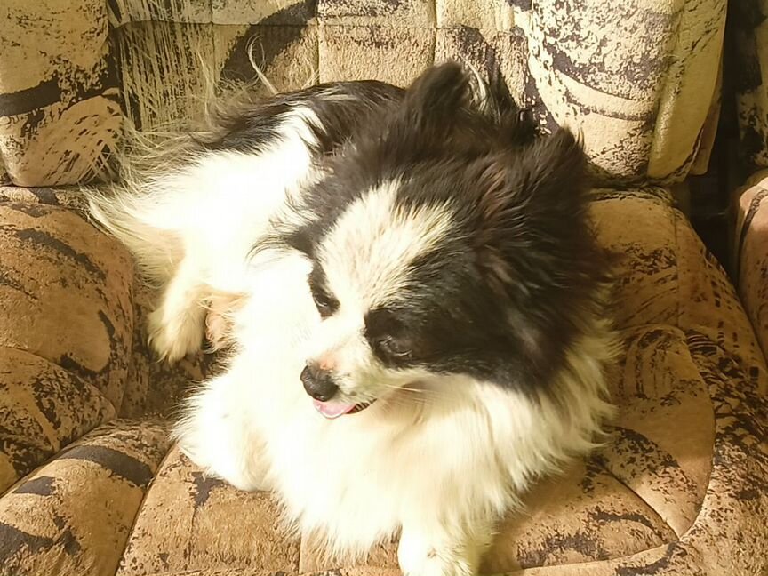 Шпиц Чих вязка