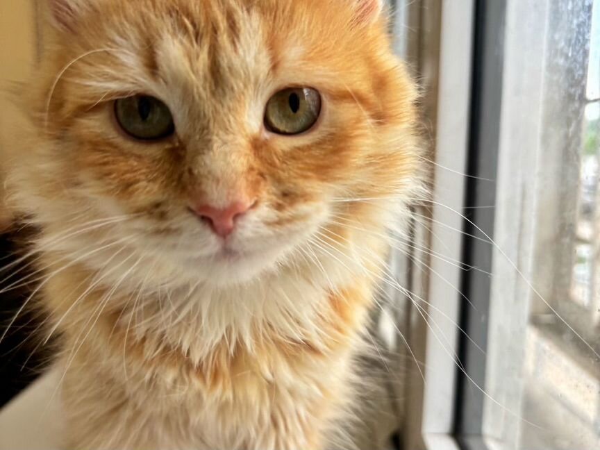 Котята и кошки в добрые руки бесплатно
