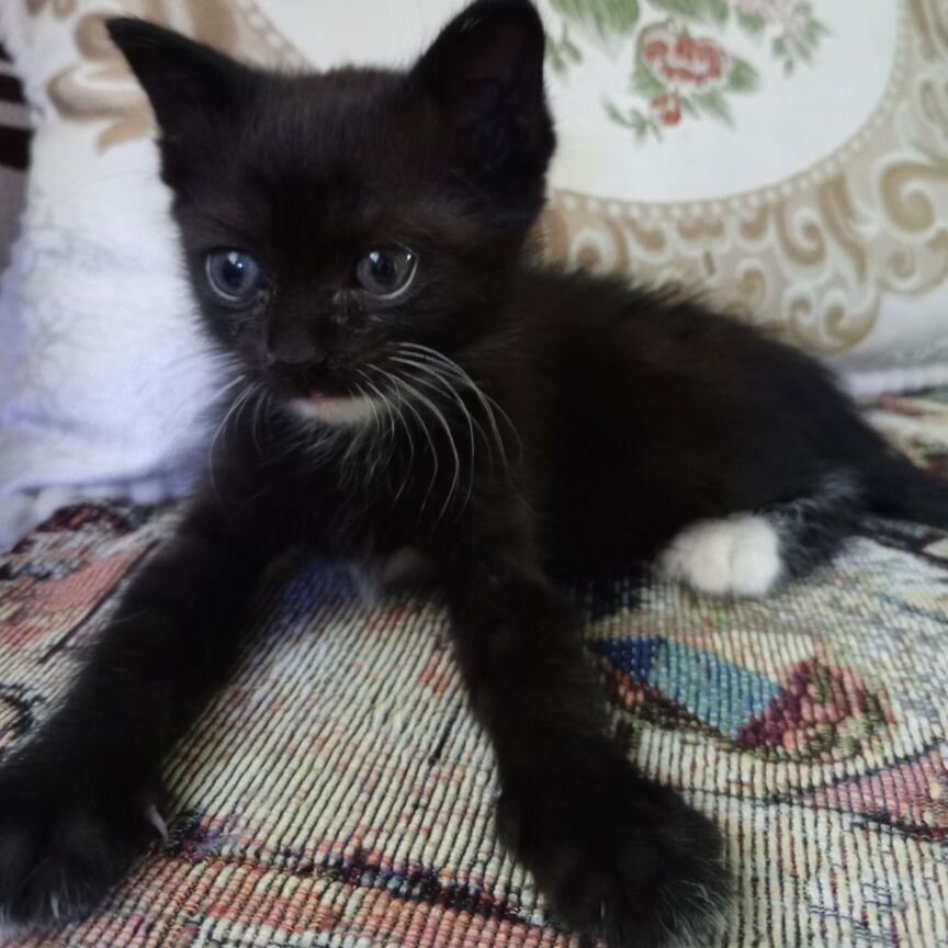 Отдам котёнка в добрые руки. Ответственным людям