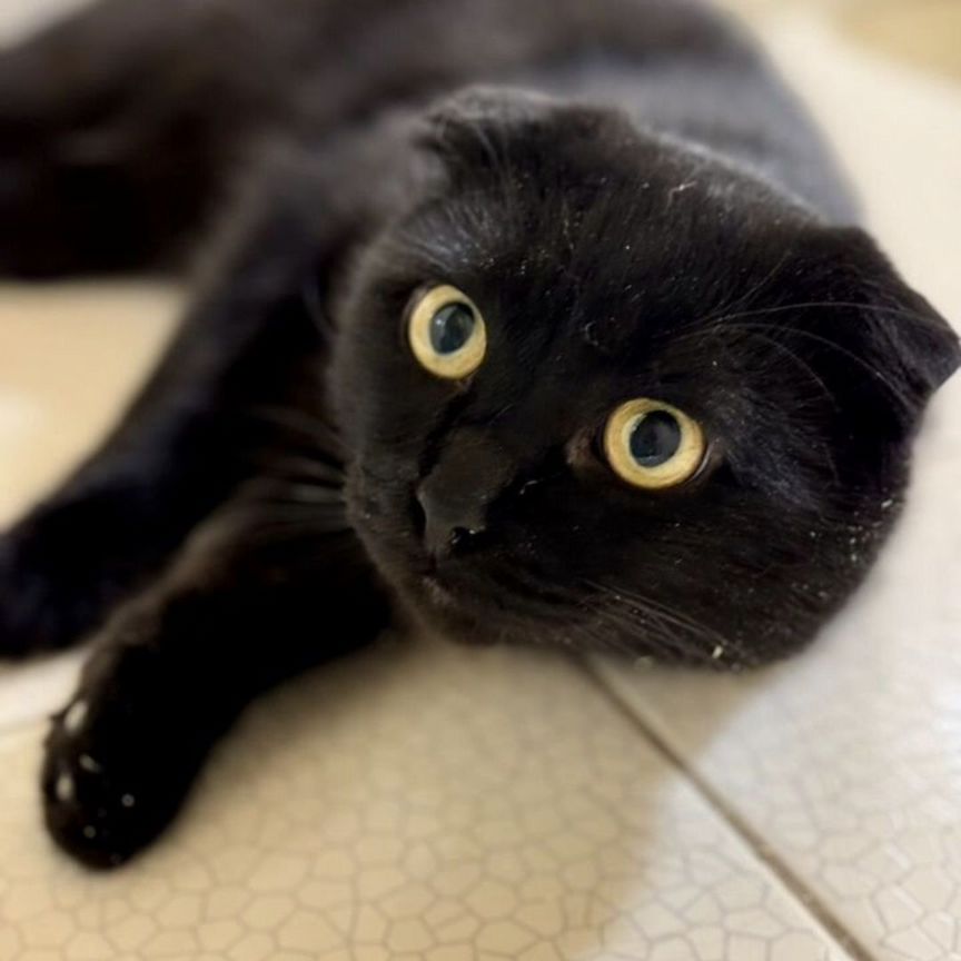 Породистый котик живёт в приюте.Ищем дом