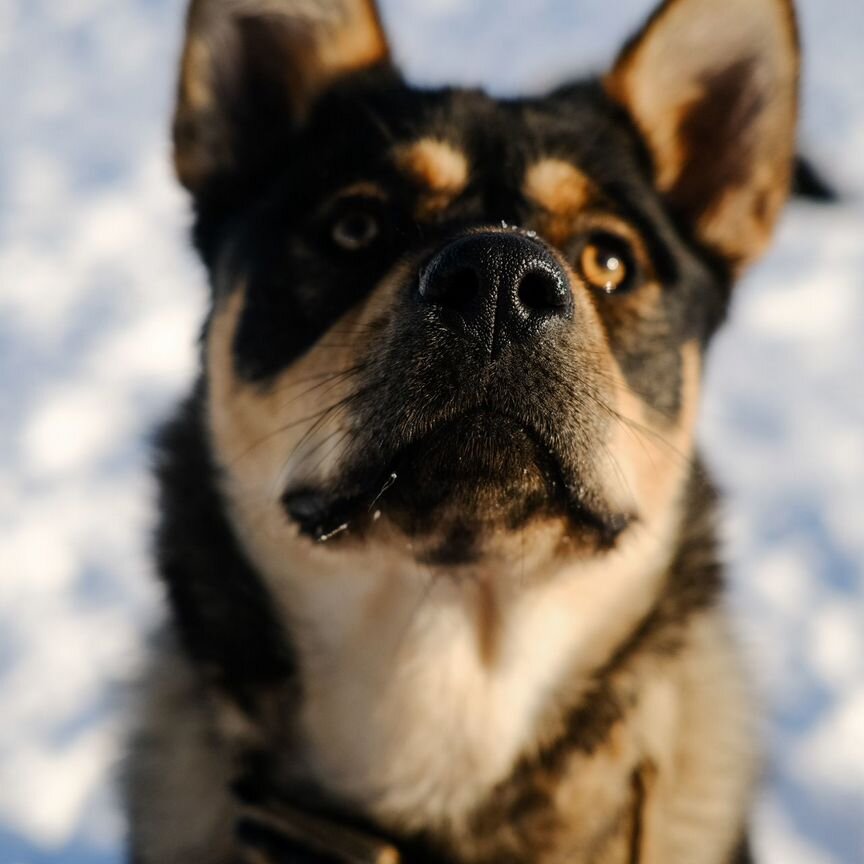 Собака ищет дом