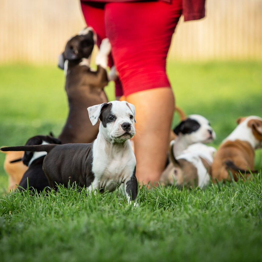 Стаффордширский терьер щенки щенок