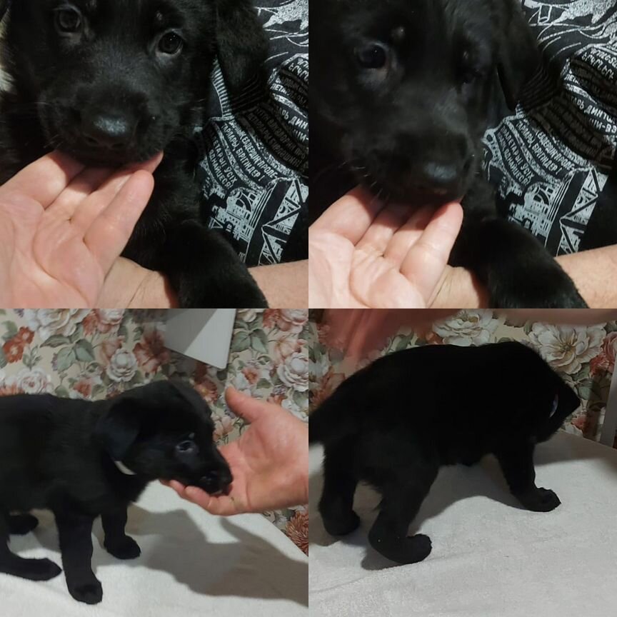 Немецкая овчарка, щенок