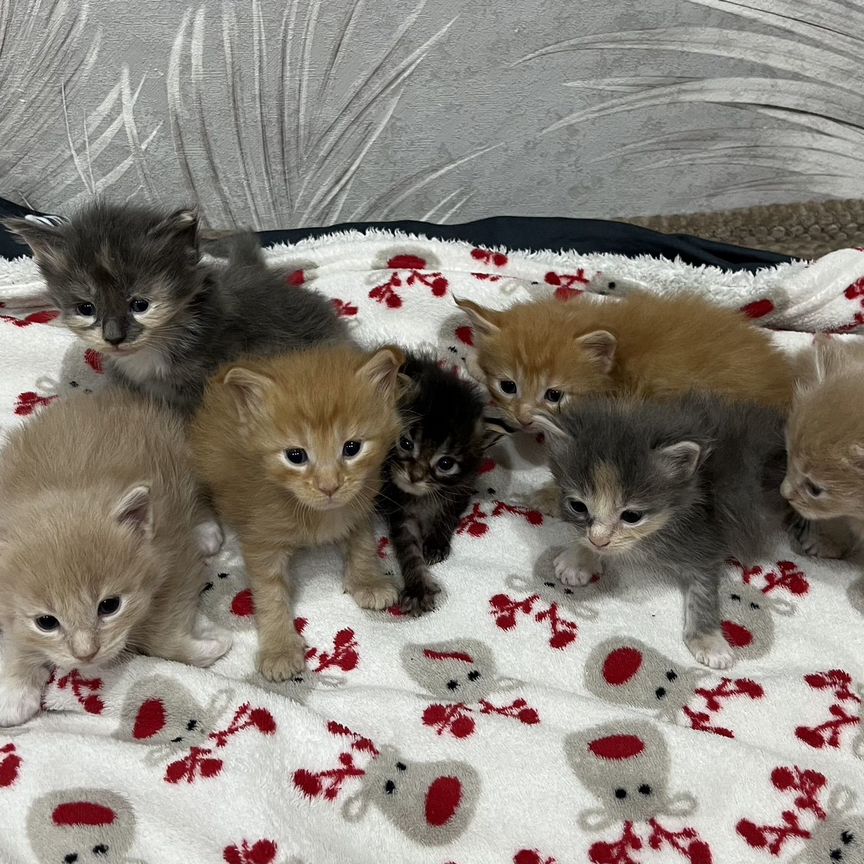 Котята мейн-кун