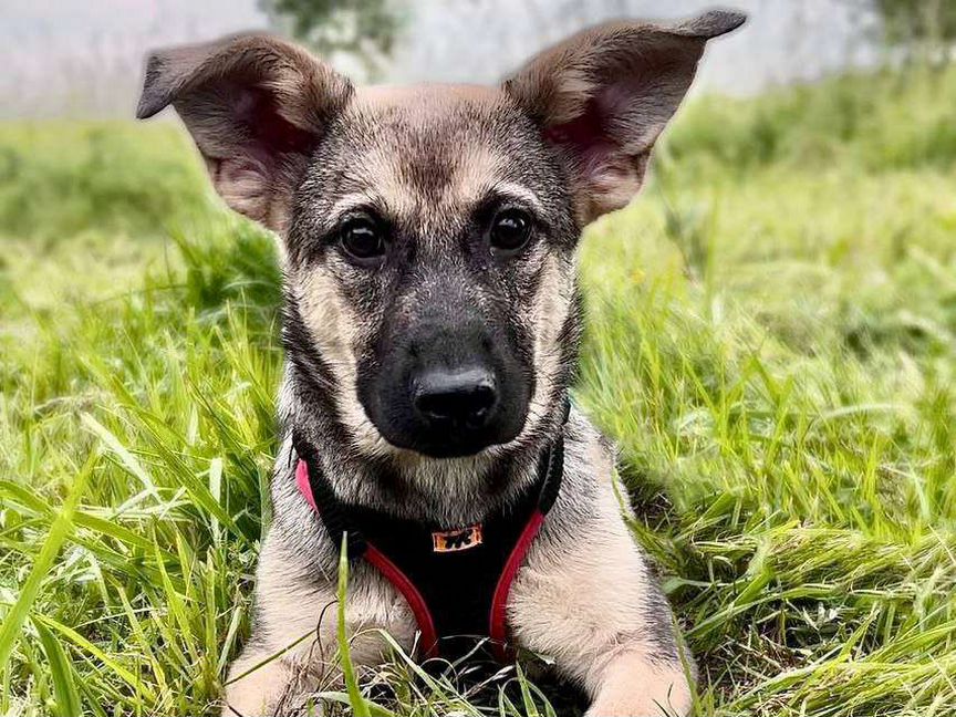 Щенок в добрые, ответственные руки. Бесплатно.8мес