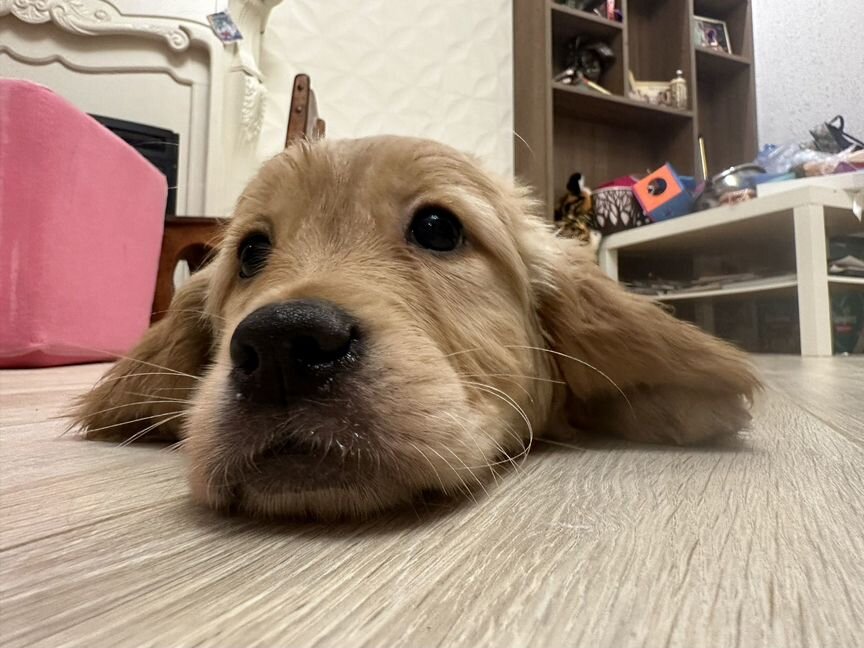 Золотистый ретривер девочка