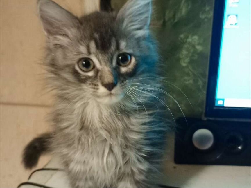 Серый котëнок