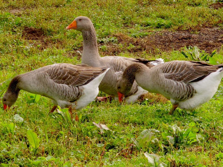 Инкубационное яйцо гусей и индейки степной