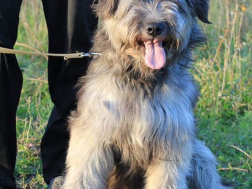 Собаки бесплатно